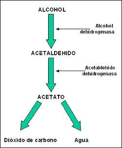 La Penúltima Noticias: La ruta del alcohol en el cuerpo humano