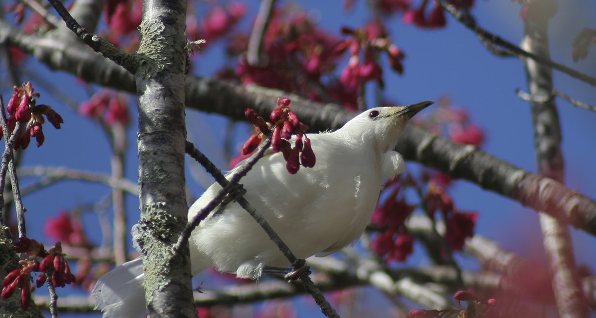 Artist by Nature: Art and Photography by Mandy Hague, Whakatane ...
