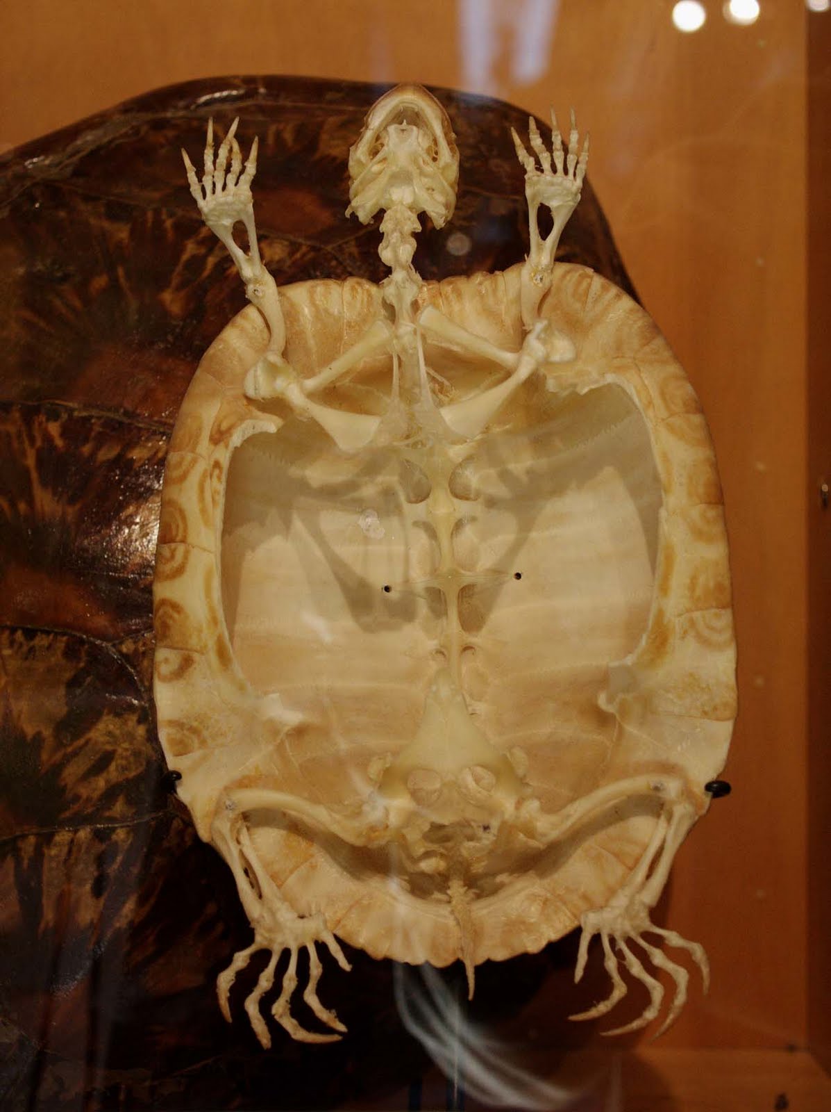 Artist by Nature: Art and Photography by Mandy Hague, Whakatane ...