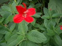 Premiere Landscape, Inc.: Ruellia elegans