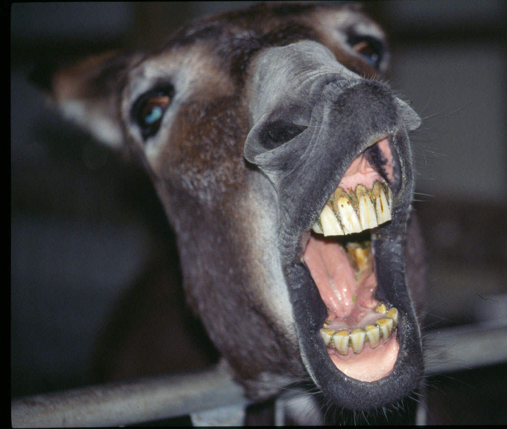 abril 2010 ~ A Norte de Alvalade