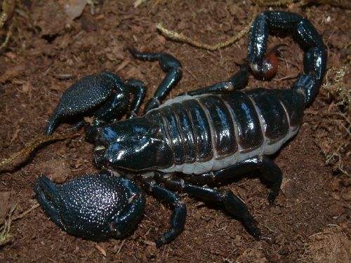 Exotic Pets 101: The Emperor Scorpion
