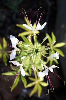 Mussambê: Beleza e Versatilidade no Jardim