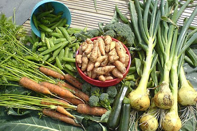 The Presurfer: 66 Things You Can Can Grow At Home