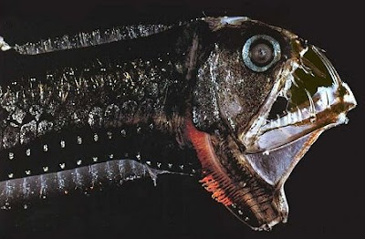 The Presurfer: 10 Most Diabolical Fish On Earth
