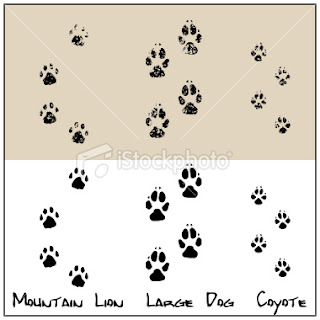 EDH Runners Group: How to identify paw prints on trail