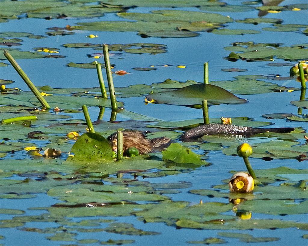 Wild in Pictures: Muskrat , Beaver shake, Monarch & another Mallard family