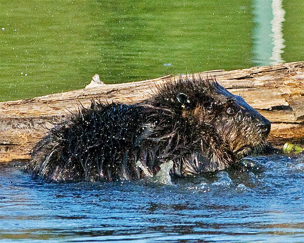 Wild in Pictures: Muskrat , Beaver shake, Monarch & another Mallard family
