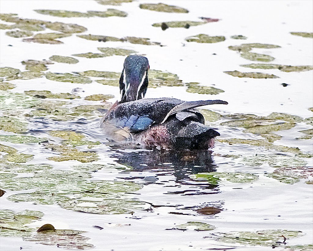 Wild in Pictures: Wood Duck, Snapping Turtle egg laying, and more