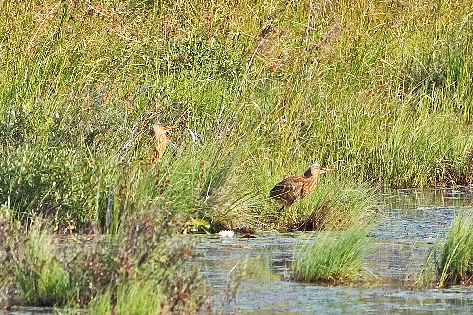 Wild in Pictures: Northern Harrier(s), American Bittern Chick(s ...
