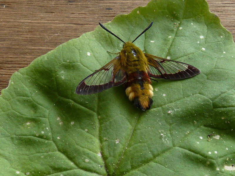 rayrochesbirdng diary: Broad Bordered Bee Hawk Moth
