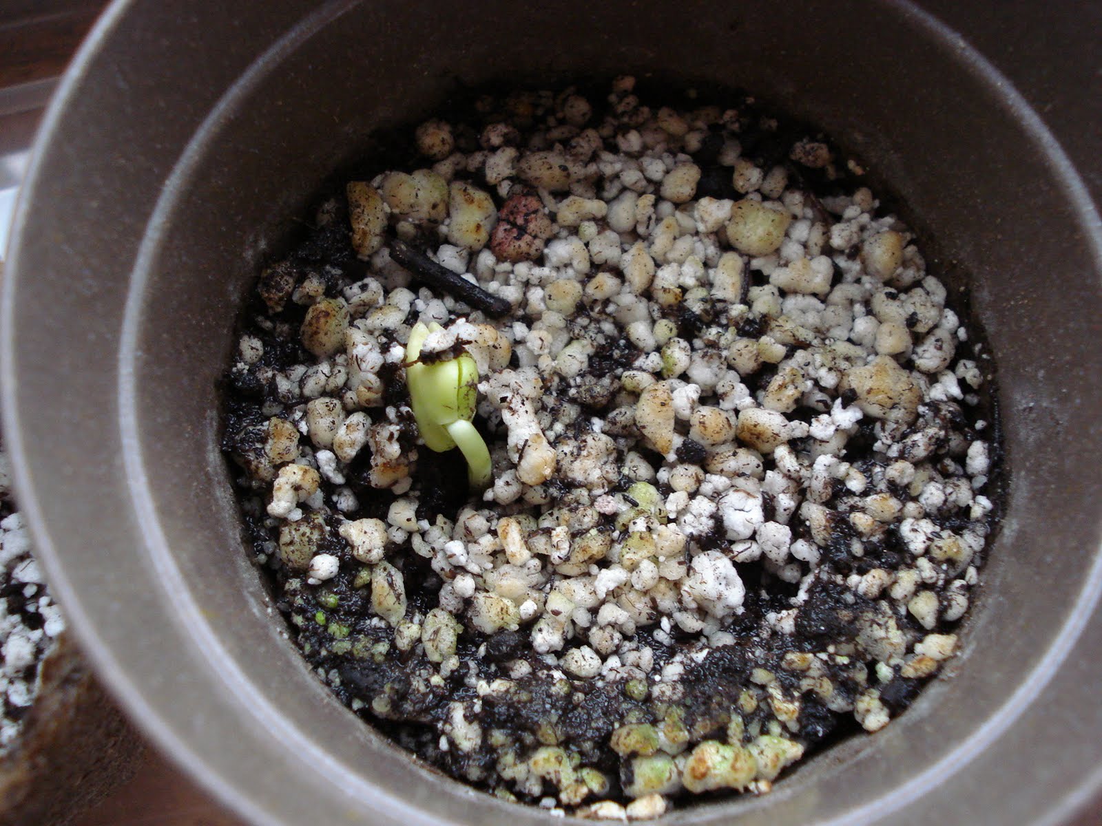 Inner City Greens: Monkey Pod Brazilian Rain Tree (Samanea saman)