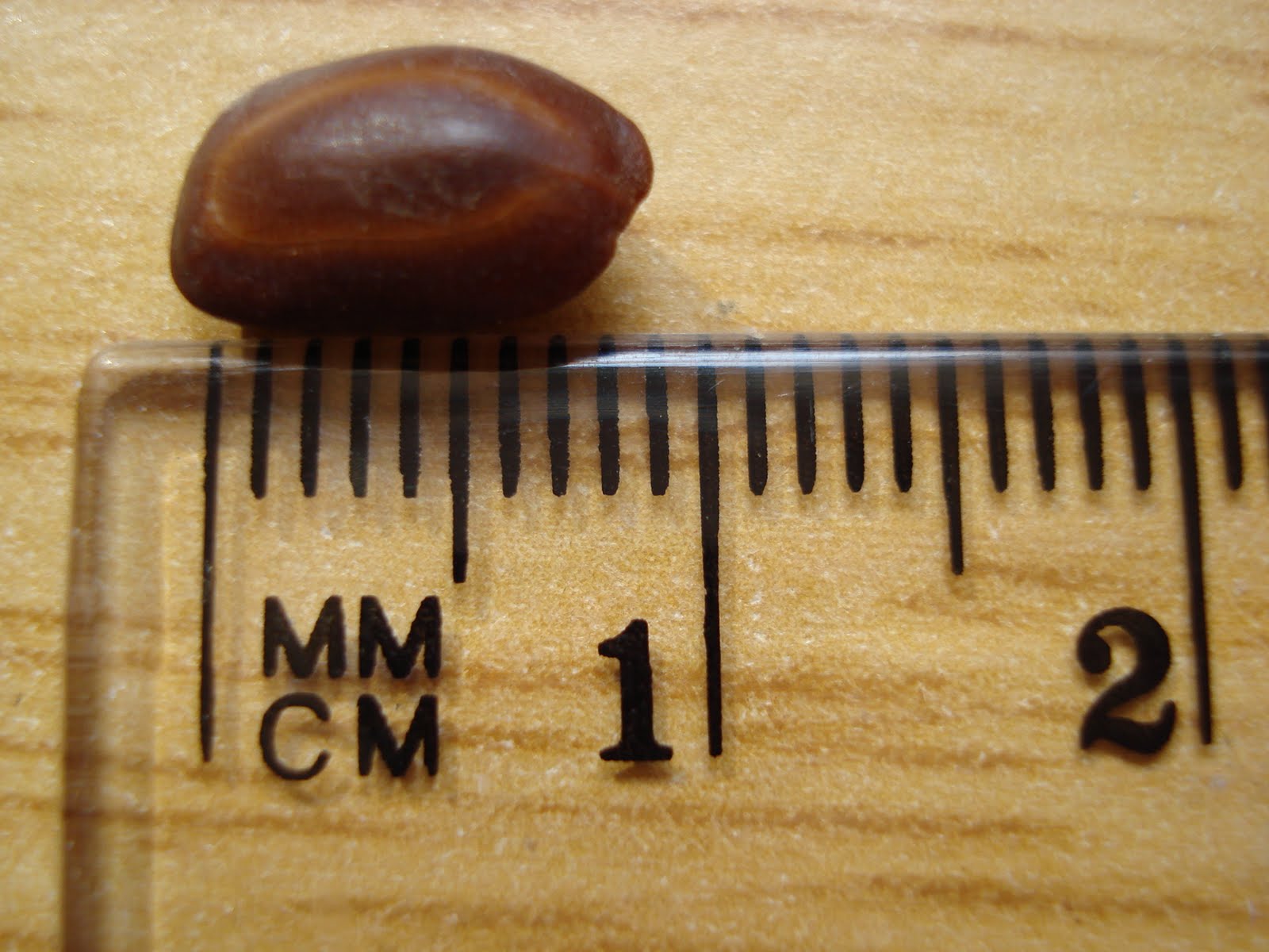 Inner City Greens: Monkey Pod Brazilian Rain Tree (Samanea saman)