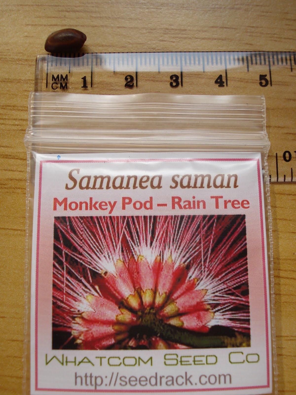 Inner City Greens: Monkey Pod Brazilian Rain Tree (Samanea saman)