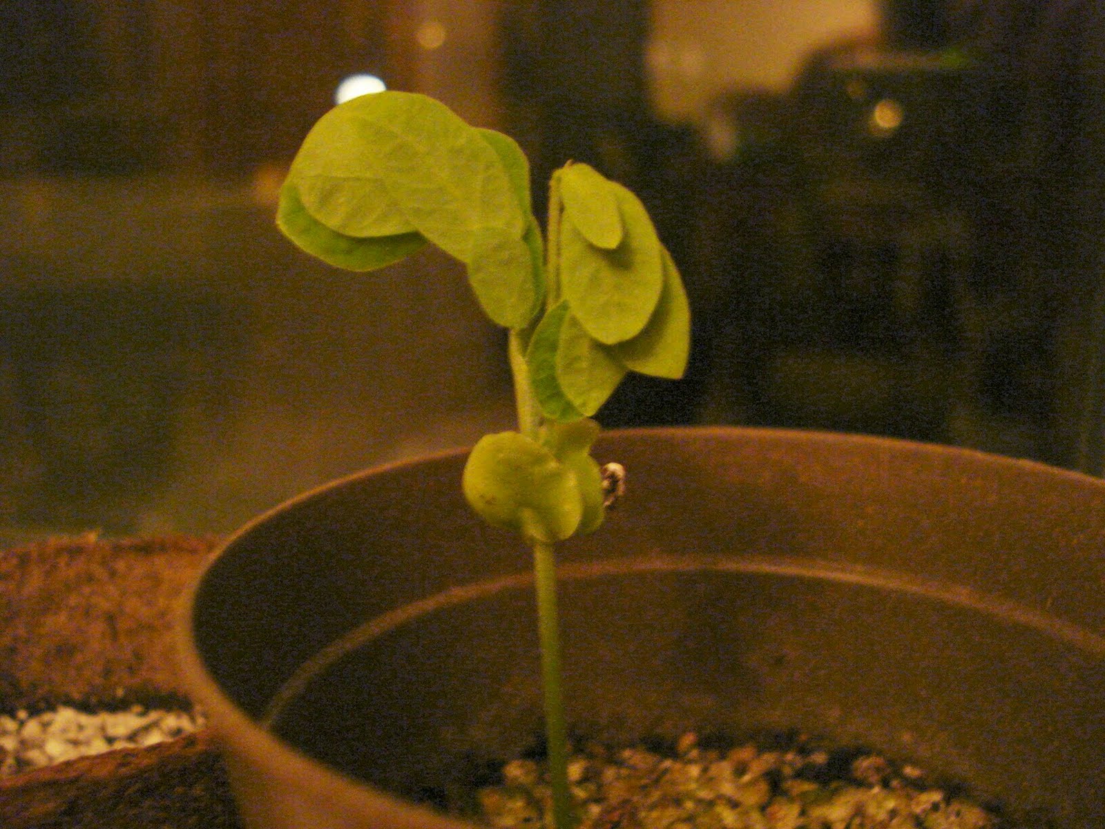 Inner City Greens: Monkey Pod Brazilian Rain Tree (Samanea saman)