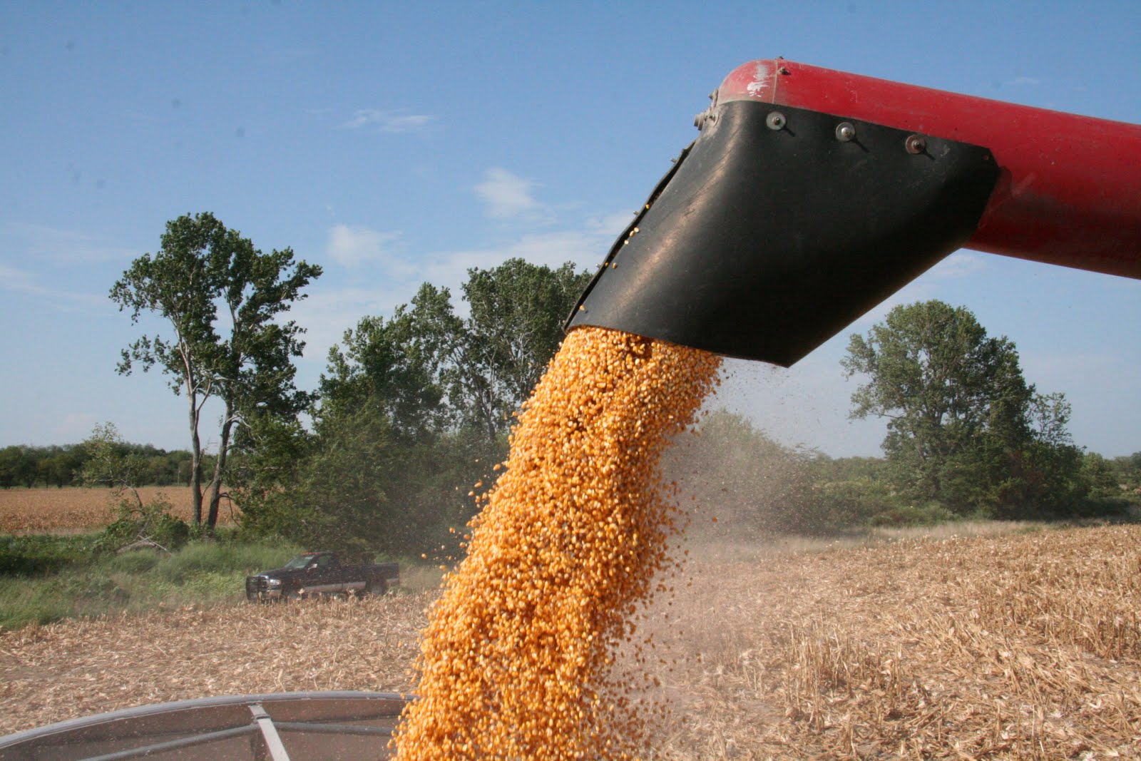 A Farm Wife's Life: Corn