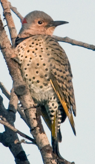 Me, Boomer and The Vermilon River: Northern Flicker.