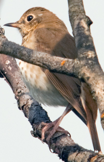 Me, Boomer and The Vermilon River: Hermit Thrushes.