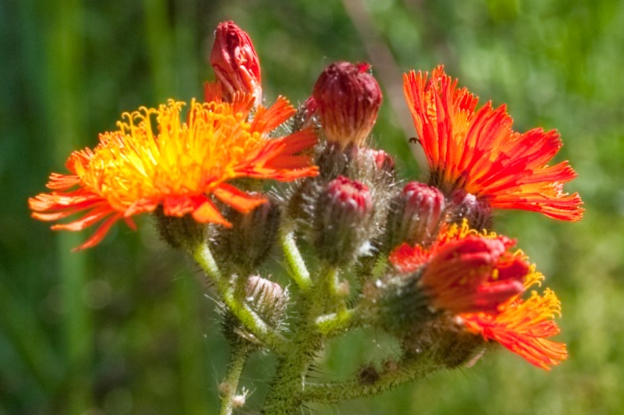 Me, Boomer and The Vermilon River: Flowers of the Vermilon