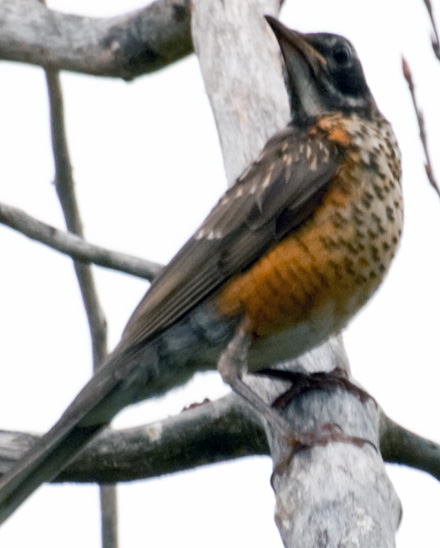 Me, Boomer and The Vermilon River: American Robins of the Vermilon River