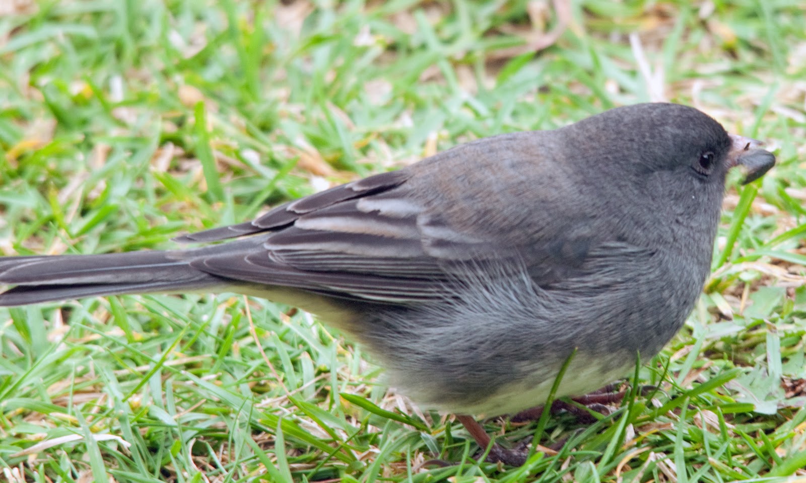 Me, Boomer and The Vermilon River: Dark-Eyed Junco