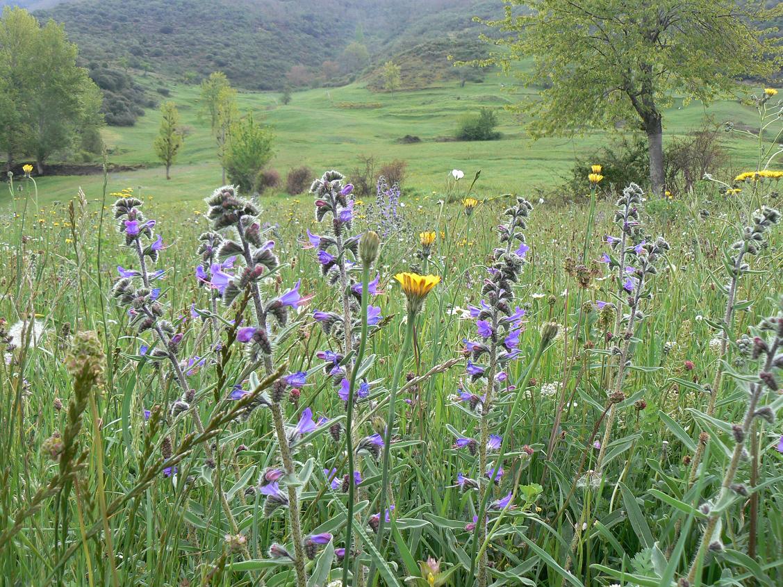 A Field Notebook: Flora of northern Spain