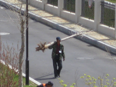 BarrHouse: Stick Trees II