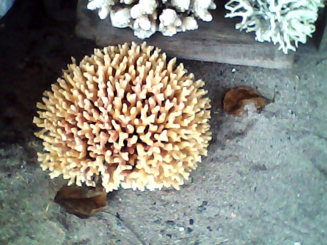 BandilyoEV: Sulangan Island, Guiuan Eastern Samar