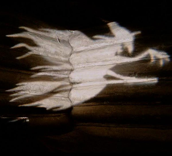 The Gallows: SLEEPY HOLLOW'S SHADOW LANTERN WITCH