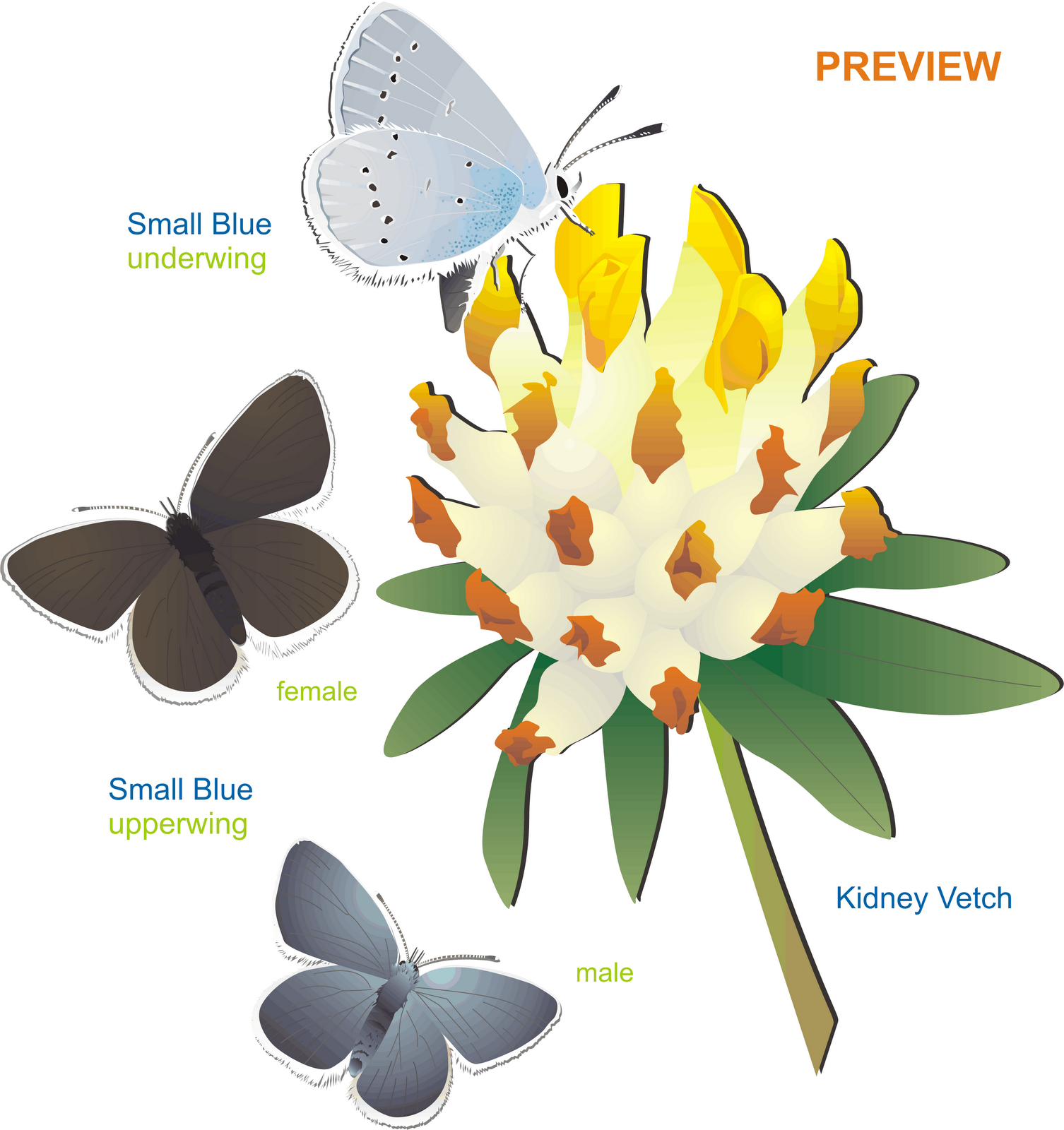 Jacqui Bricknell Environmental Interpretation: Lias Line NCN Route 41