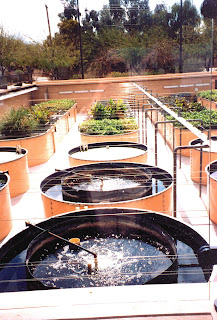 Jo-Shing Yang / Solving Global Water Crises: Chapter 8: Living Machines ...