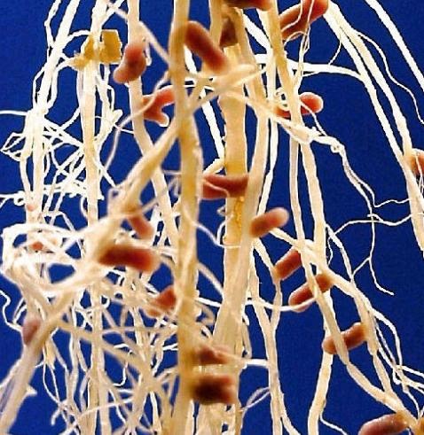 scienceallthetime: Rhizobium Bacteria