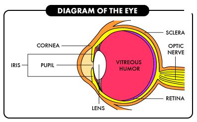 Science: Parts of eye