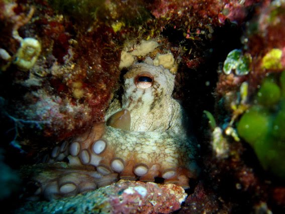 Cephalove: Cephalopod eyes