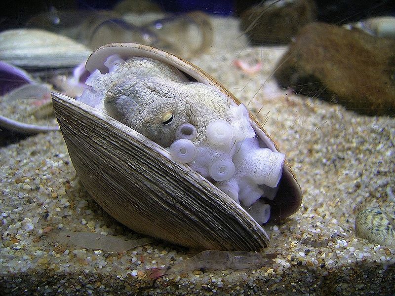 Cephalove: Cephalopod eyes