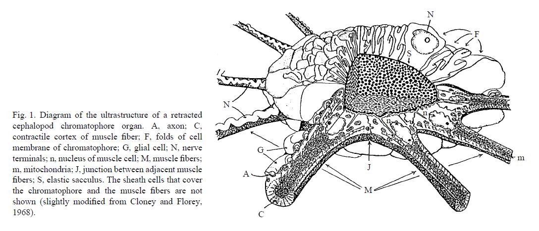 Cephalove: Cuttlefish Chromatophores