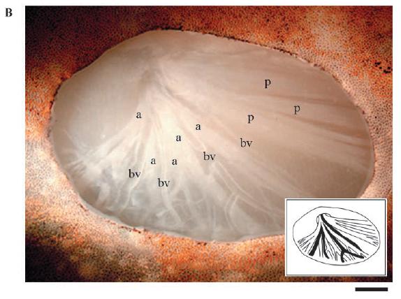 Cephalove: Cuttlefish Chromatophores