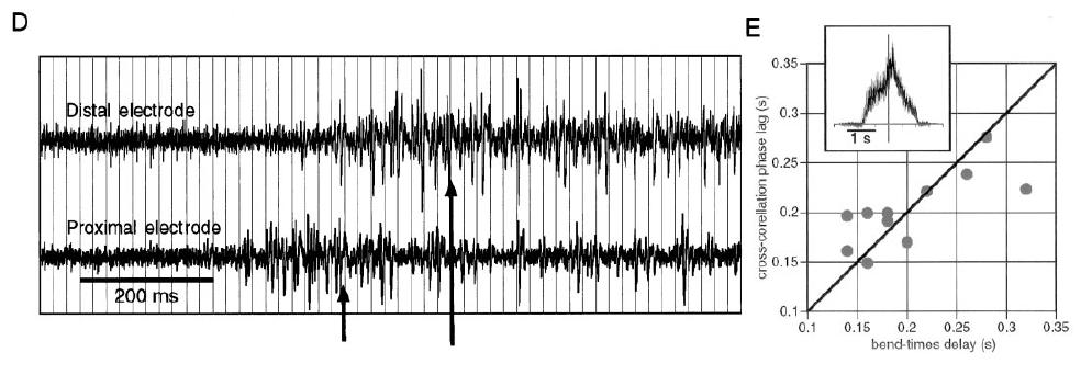 Cephalove: Neuromuscular Dynamics of Octopus Arm Movements