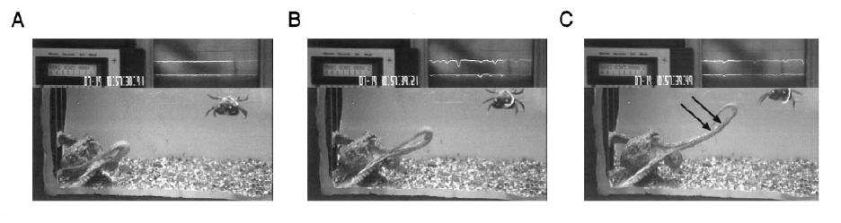 Cephalove: Neuromuscular Dynamics of Octopus Arm Movements