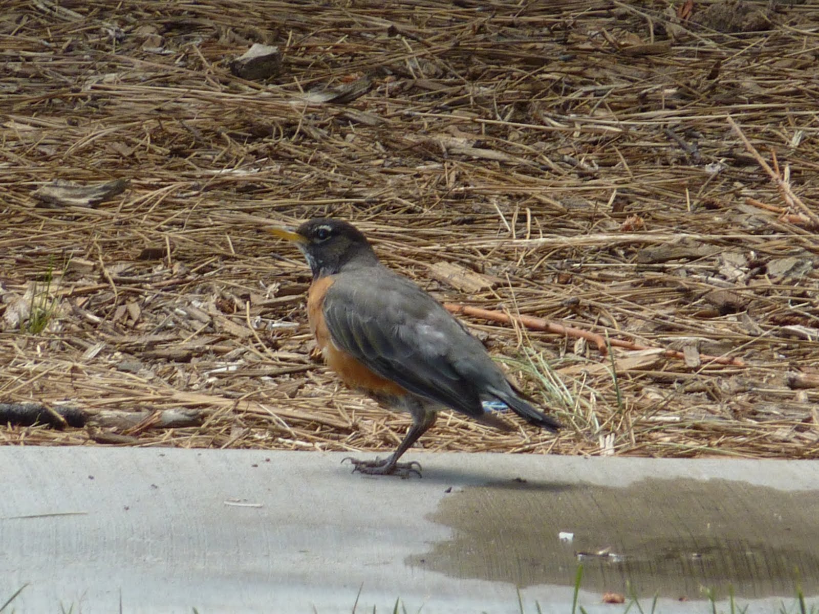 JCJD: Big Bear Birds taken by Jed 073010