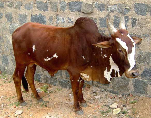 தமிழக பசுவினங்கள் / Tamilnadu regional cattle: Tamilnadu cattle Breeds