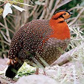 NECEER News: Nagaland struggles to save state bird