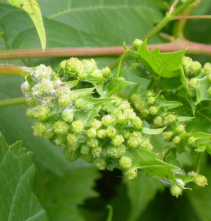 The Wine Divine.....: Enough to Kill.....