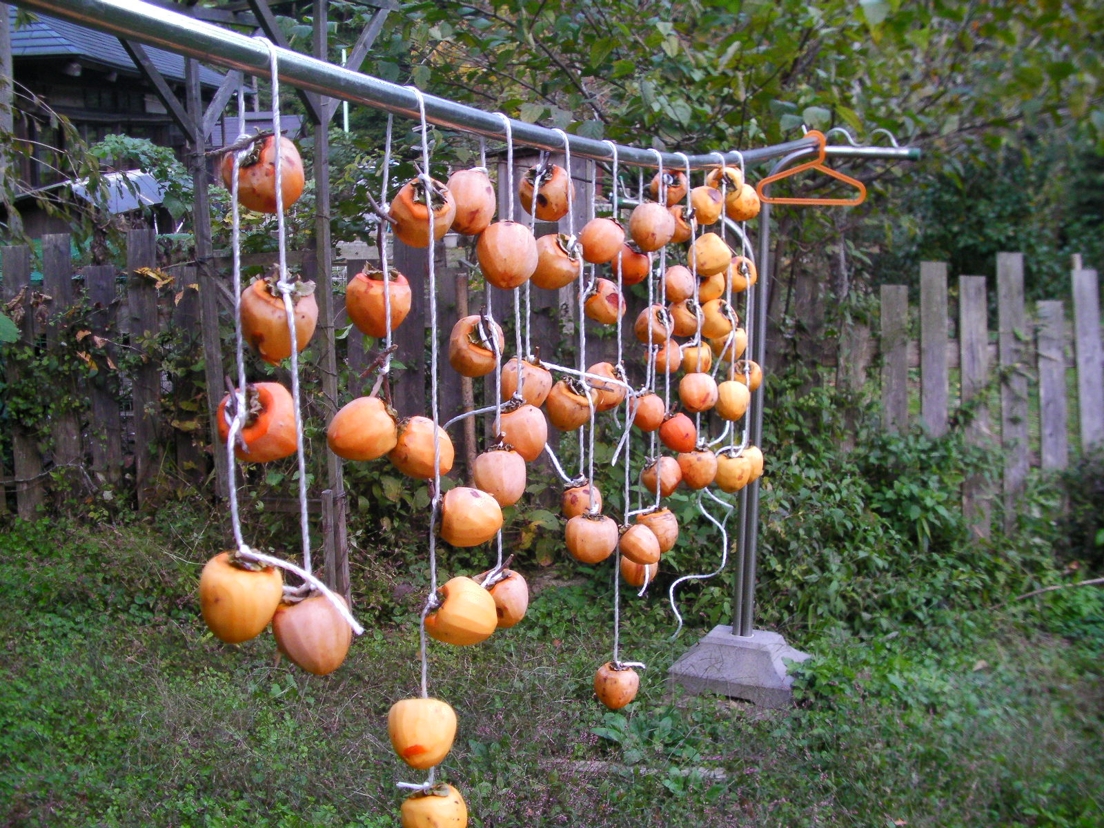 My Corner of Japan: Drying Persimmons at Home