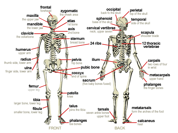 Contests For A Year Day 6 Bad To The Bones Contests For A Year Day 6 Bad To The Bones