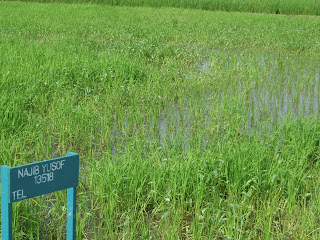 PADI SBS: Kawalan Rumpai