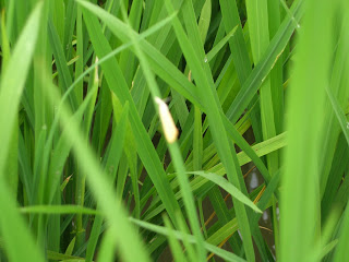 PADI SBS: Serangan Perosak Tanaman Padi