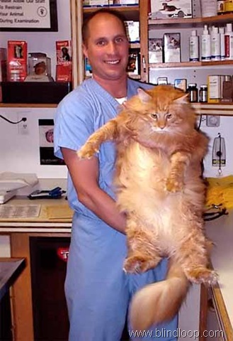 The Most Extraordinary Cats in The World | View Best in The word