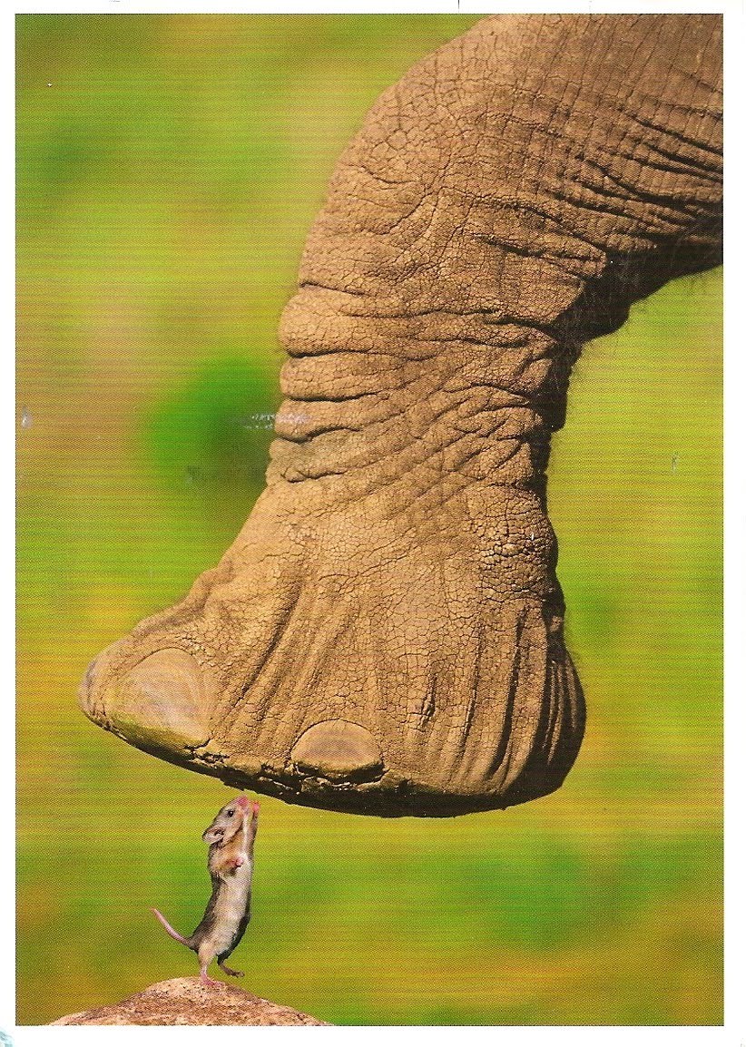 My Postcard World: Strong Mouse