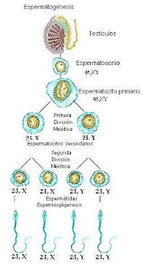 Biología 2ºB: Espermatogénesis